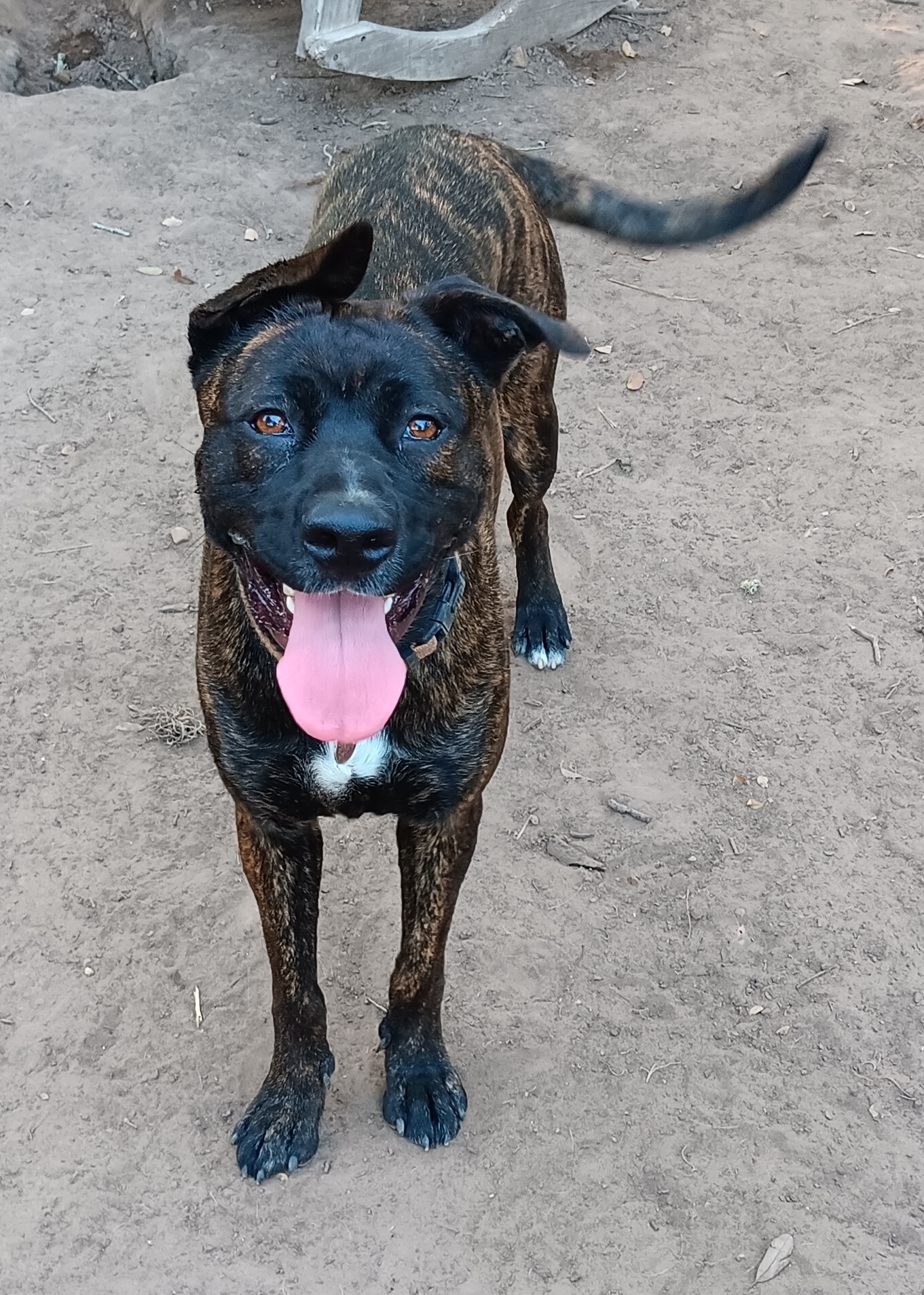 Dog for adoption - Sabine from TEXAS, a Labrador Retriever & Boxer Mix ...