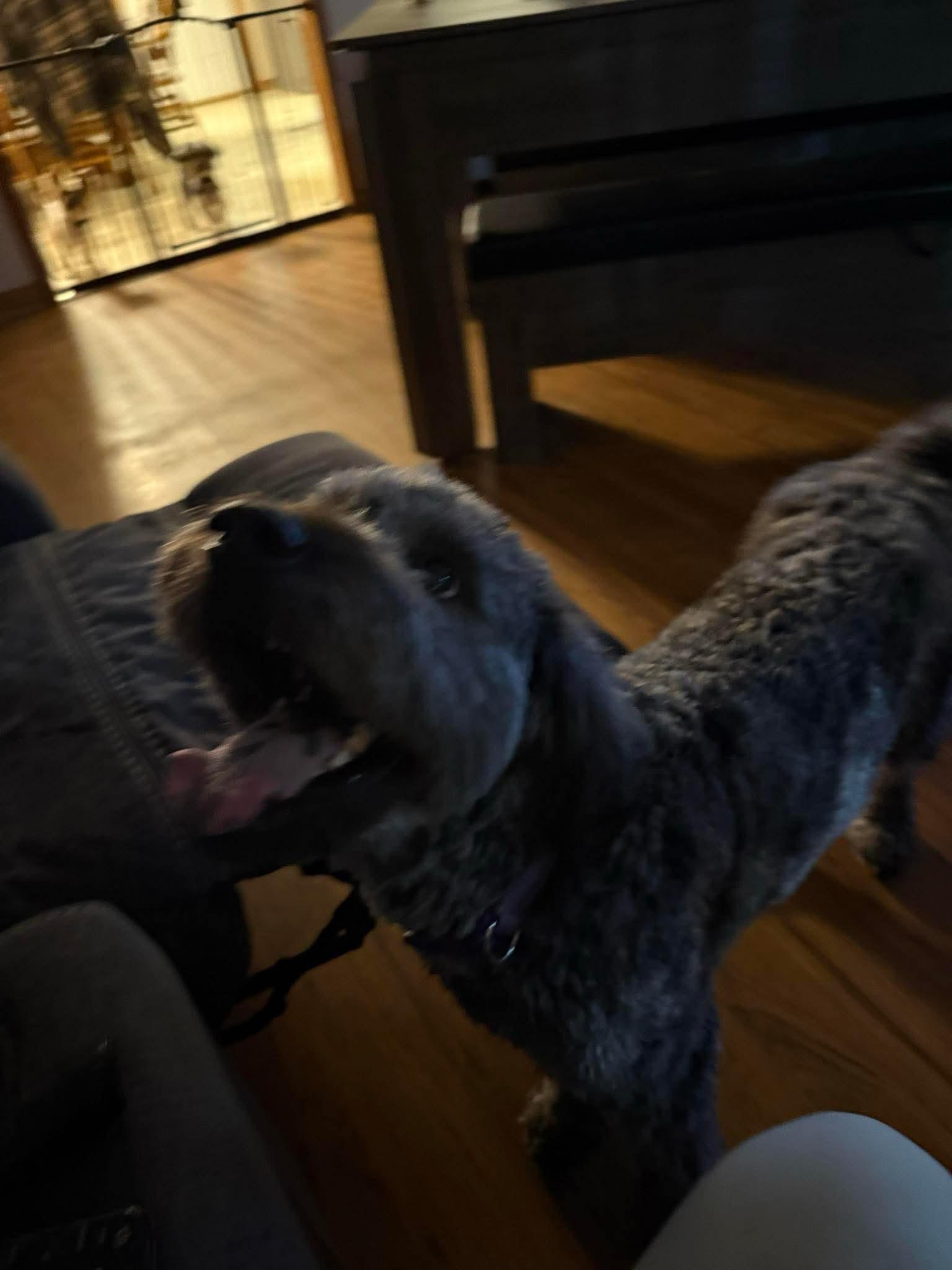 Dog for adoption - Ollie, a Shar-Pei & Poodle Mix in Ball, LA | Petfinder