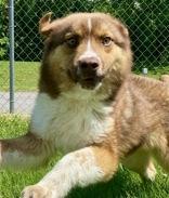 Dog for adoption - Angus, an Australian Shepherd Mix in Glasgow, KY ...