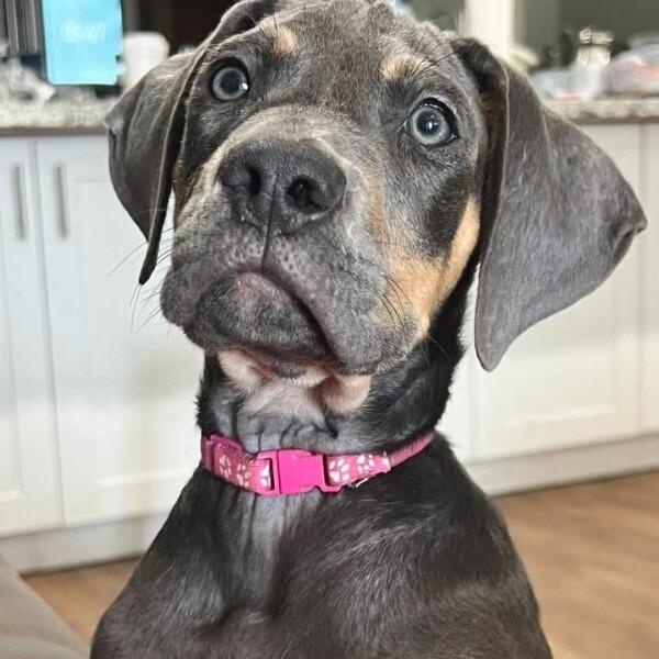 Dog for adoption - Cookie Cupcake, a Pit Bull Terrier & Weimaraner Mix ...