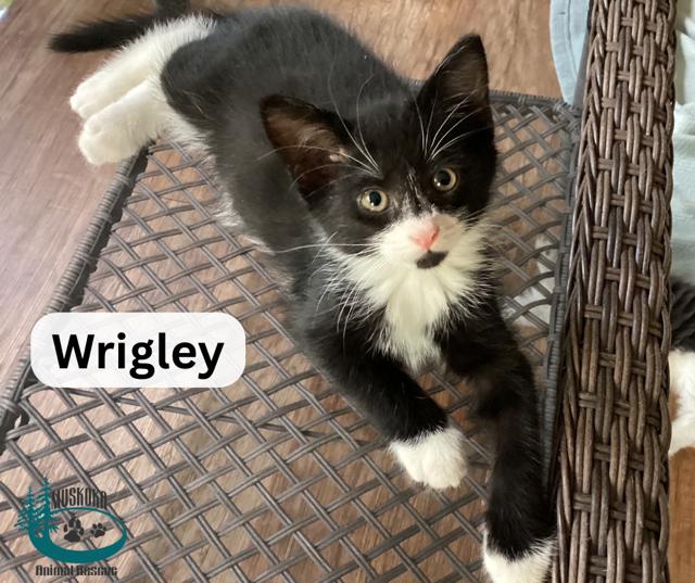 Cat for adoption - Wrigley!, a Domestic Short Hair in Huntsville, ON ...
