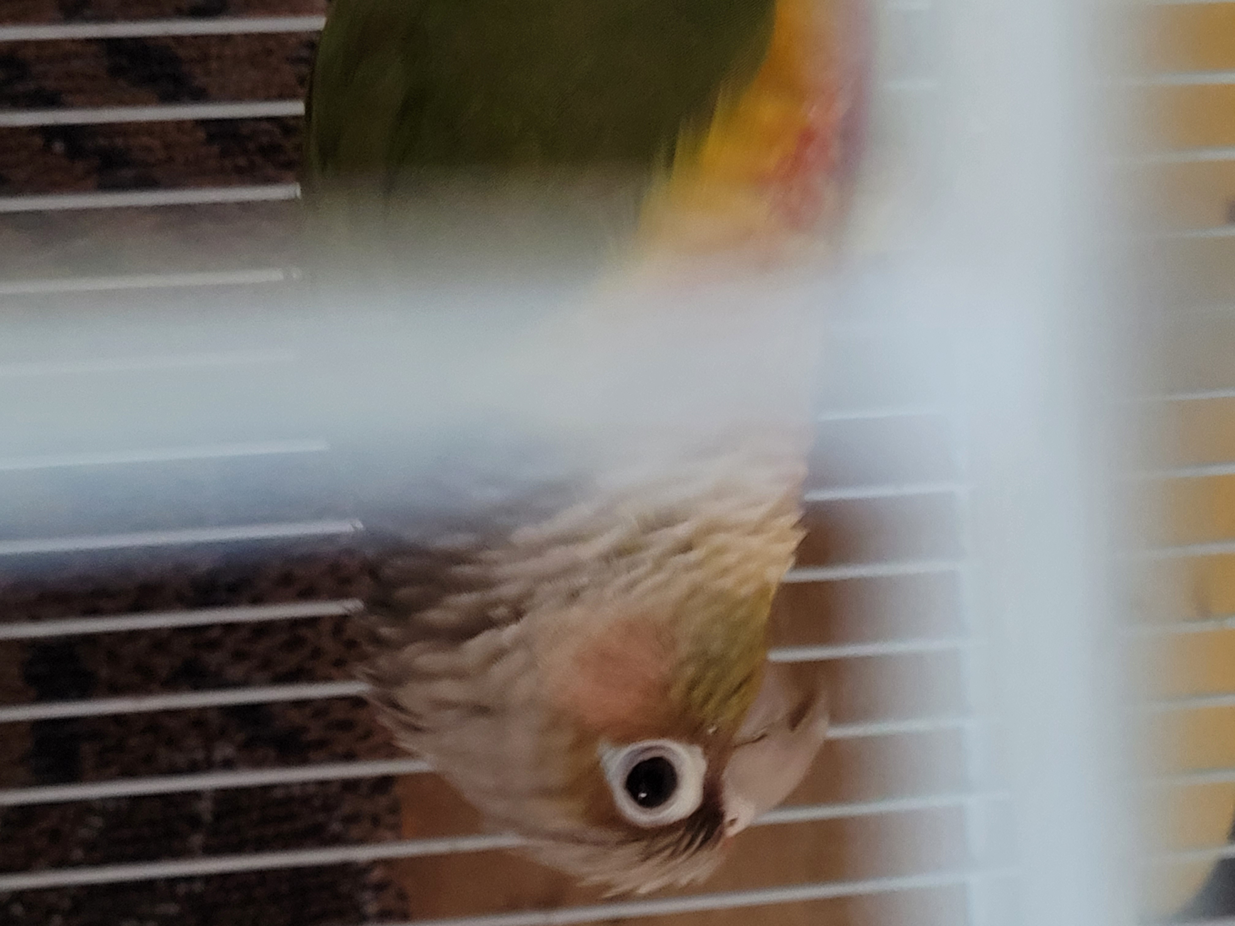 Parrot for adoption - Scamp, a Conure in Concord, CA | Petfinder