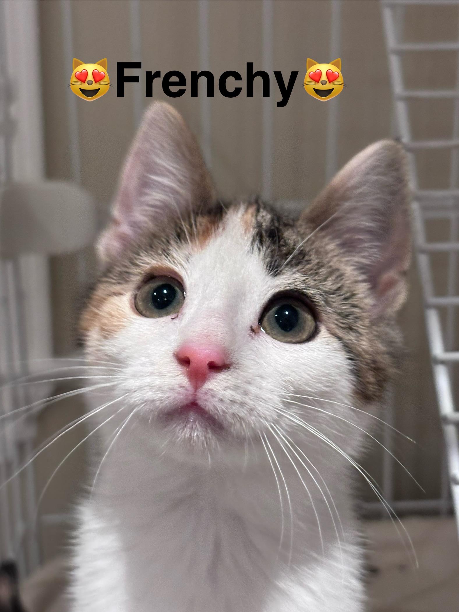 Cat for adoption - Frenchy, a Domestic Short Hair Mix in Atglen, PA | Petfinder