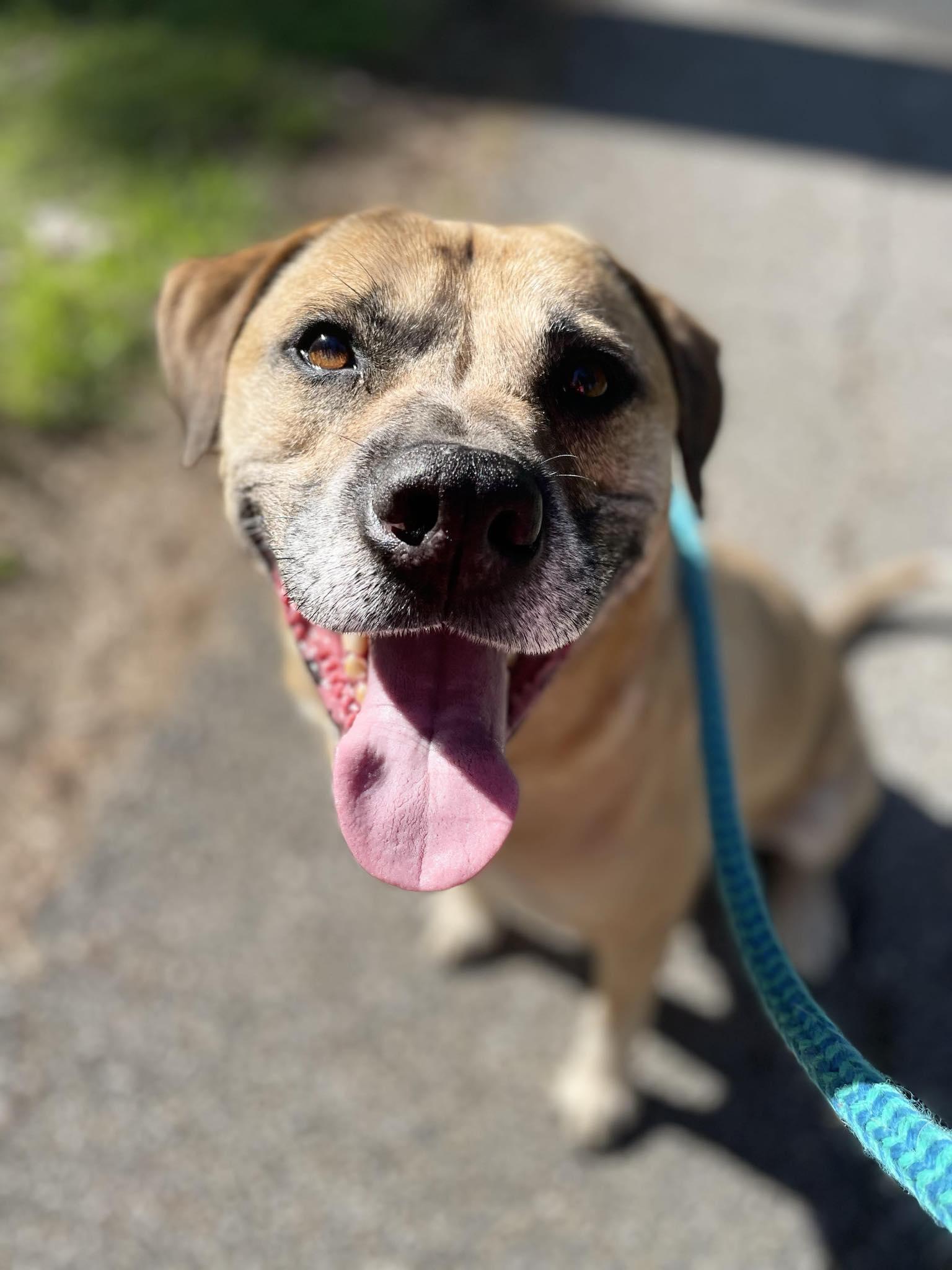 Dog for adoption - Link, a Black Mouth Cur Mix in Joppa, MD | Petfinder
