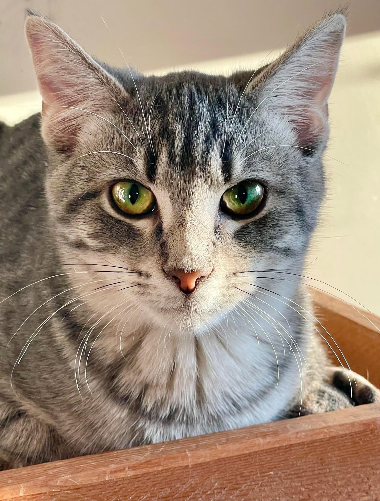 Available Cats - The A.R.K - Animal Recycling Kennel