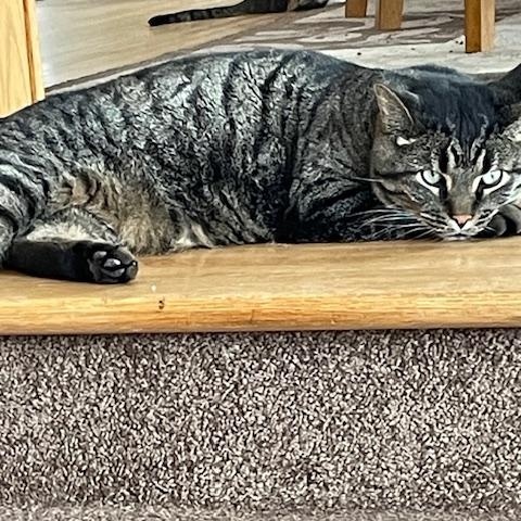 Cat for adoption - Blackie, a Domestic Short Hair in River Falls, WI ...