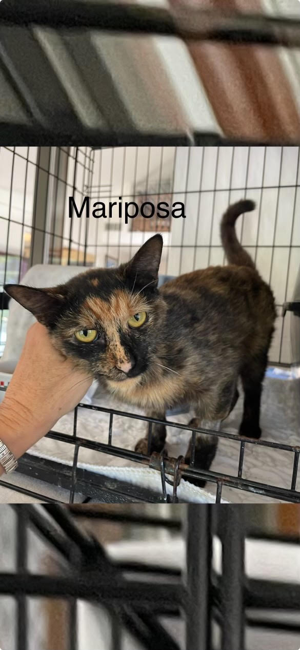 Cat for adoption - Mariposa, a Domestic Short Hair in Herculaneum, MO ...