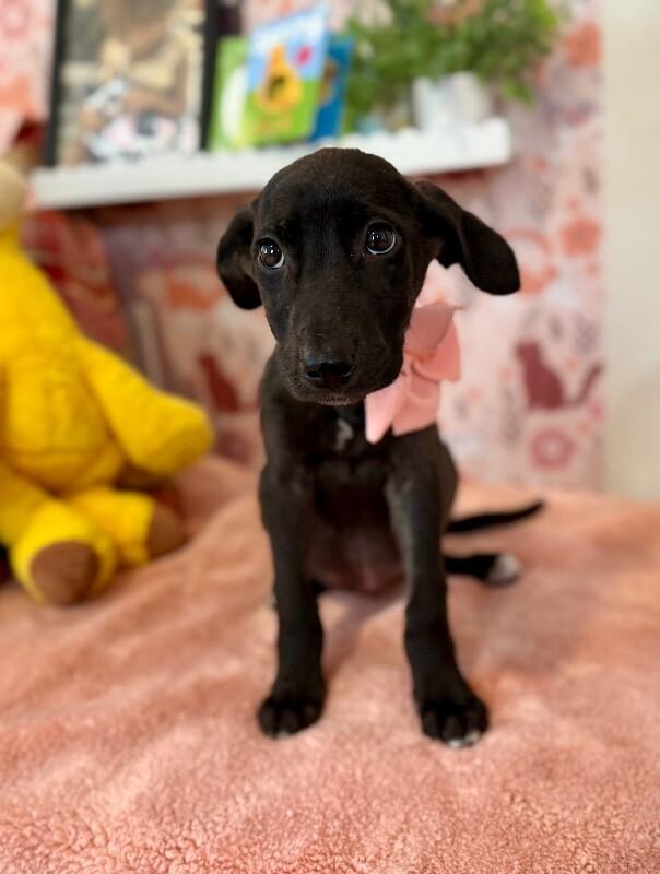 Dog for adoption - Cadbury Candy Bar, a Great Dane & Labrador Retriever ...