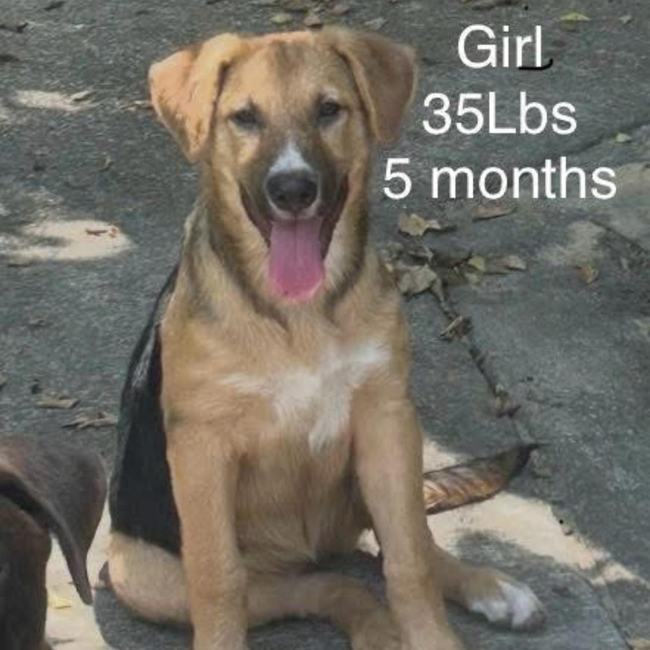 Dog for adoption - Sara, a Labrador Retriever Mix in Philadelphia , PA ...