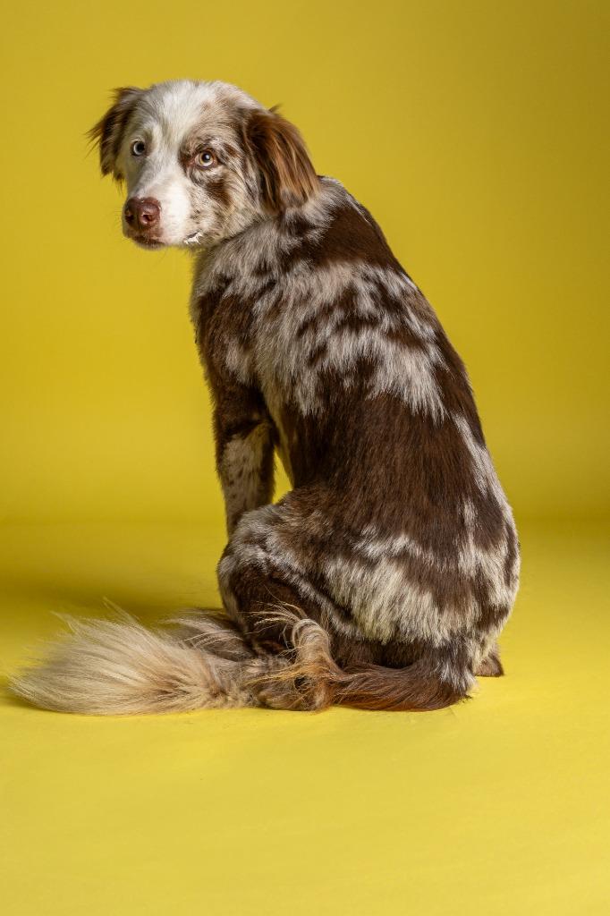 Dog for adoption - Cosmo, an Australian Shepherd Mix in Tyler, TX ...