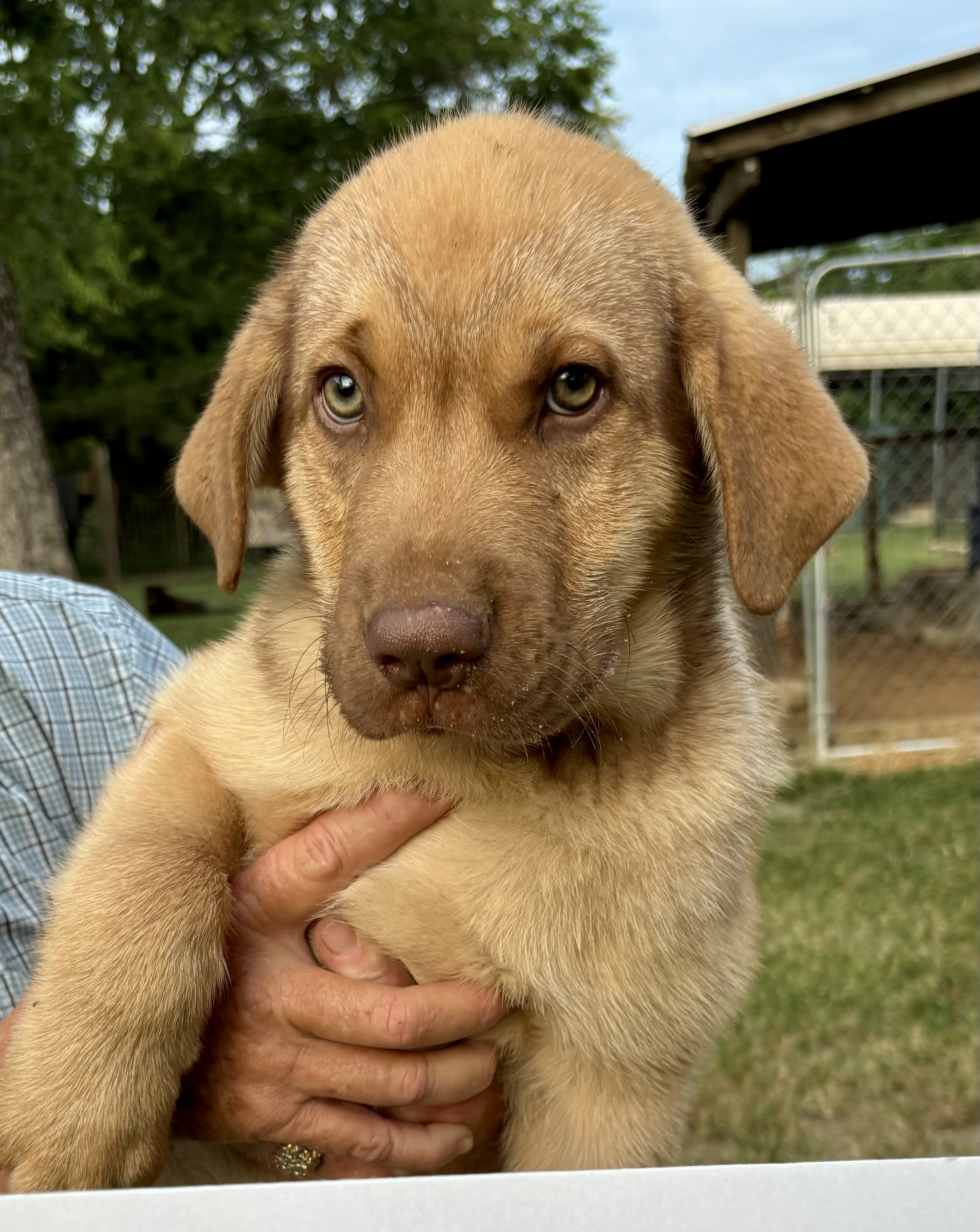 Dog for adoption - Greg Brady, a Labrador Retriever & Husky Mix in ...