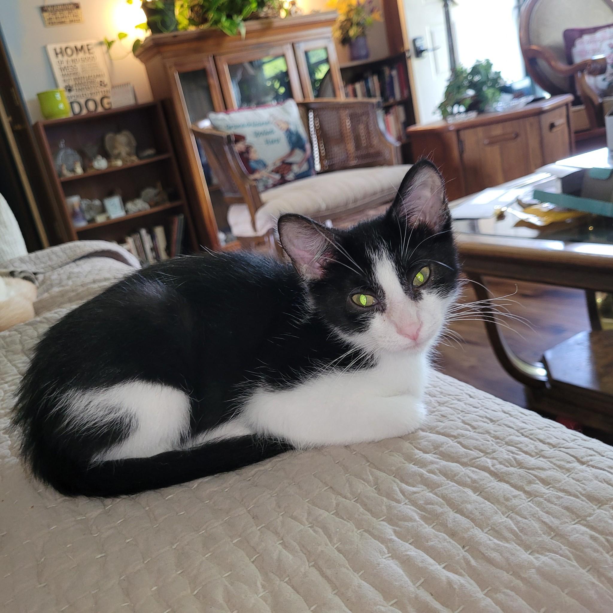 Cat for adoption - Mackey, a Domestic Short Hair in Lafayette, IN ...