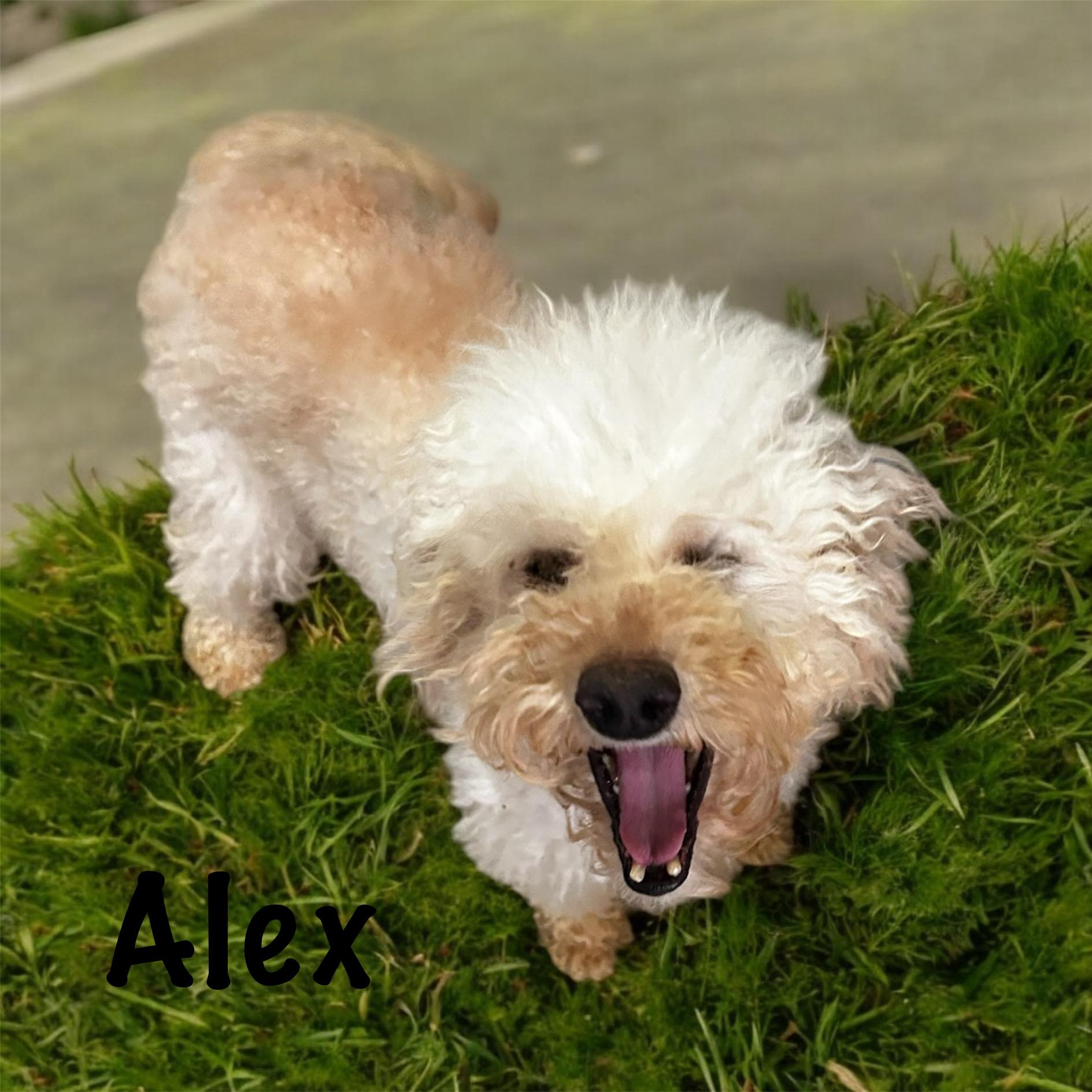 Dog for adoption - Alex, a Miniature Poodle in Brownstown, IN | Petfinder