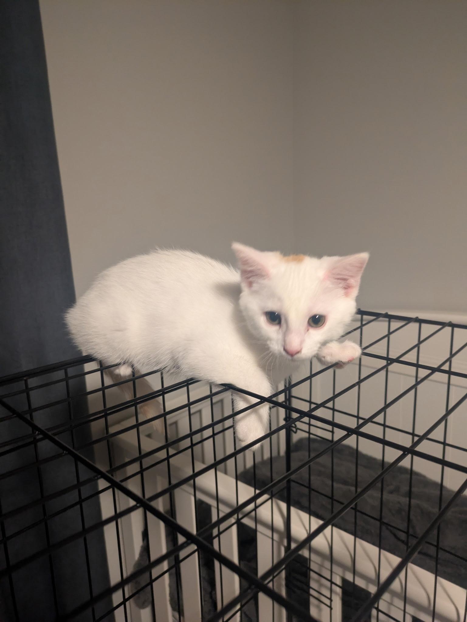 Cat for adoption - Tofu, a Siamese & Domestic Short Hair Mix in Fresno ...