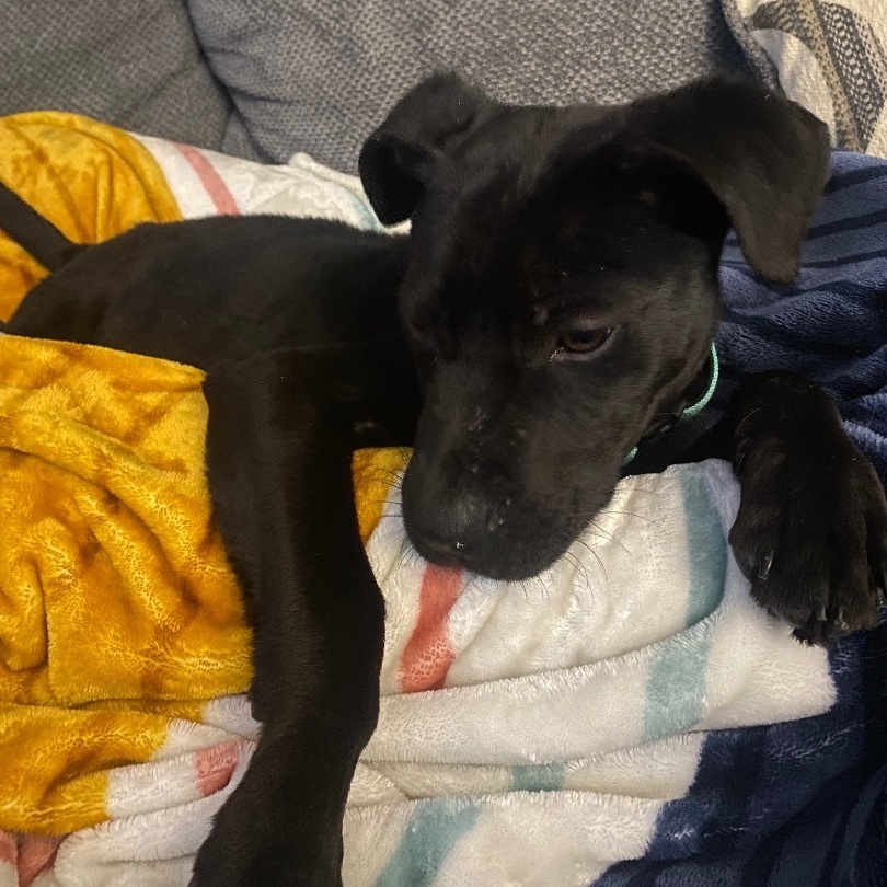 Dog for adoption - Levi Strauss, a Labrador Retriever in New Orleans ...