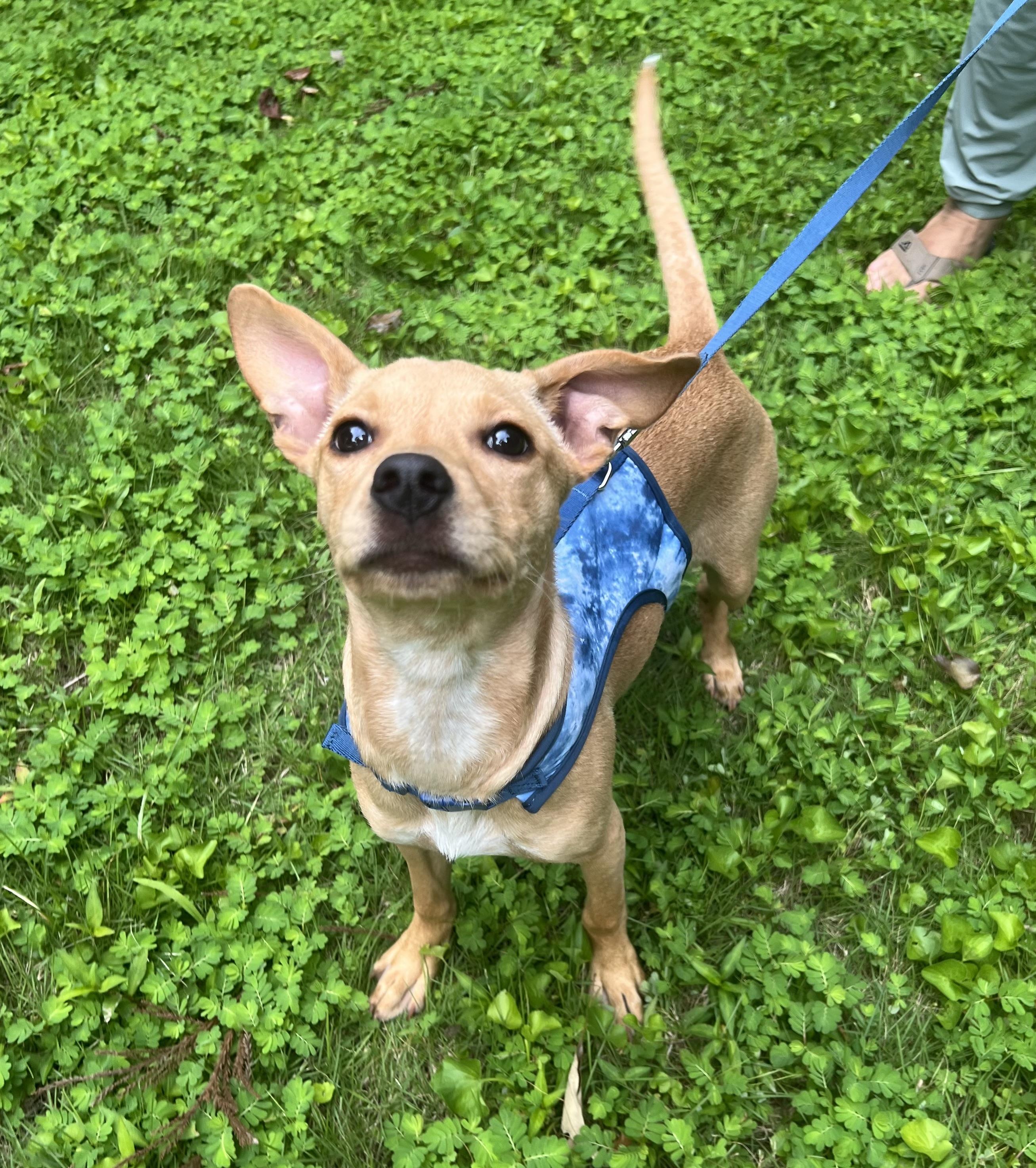 Dog for adoption - Fern (4 month puppy), a Chihuahua & Terrier Mix in ...