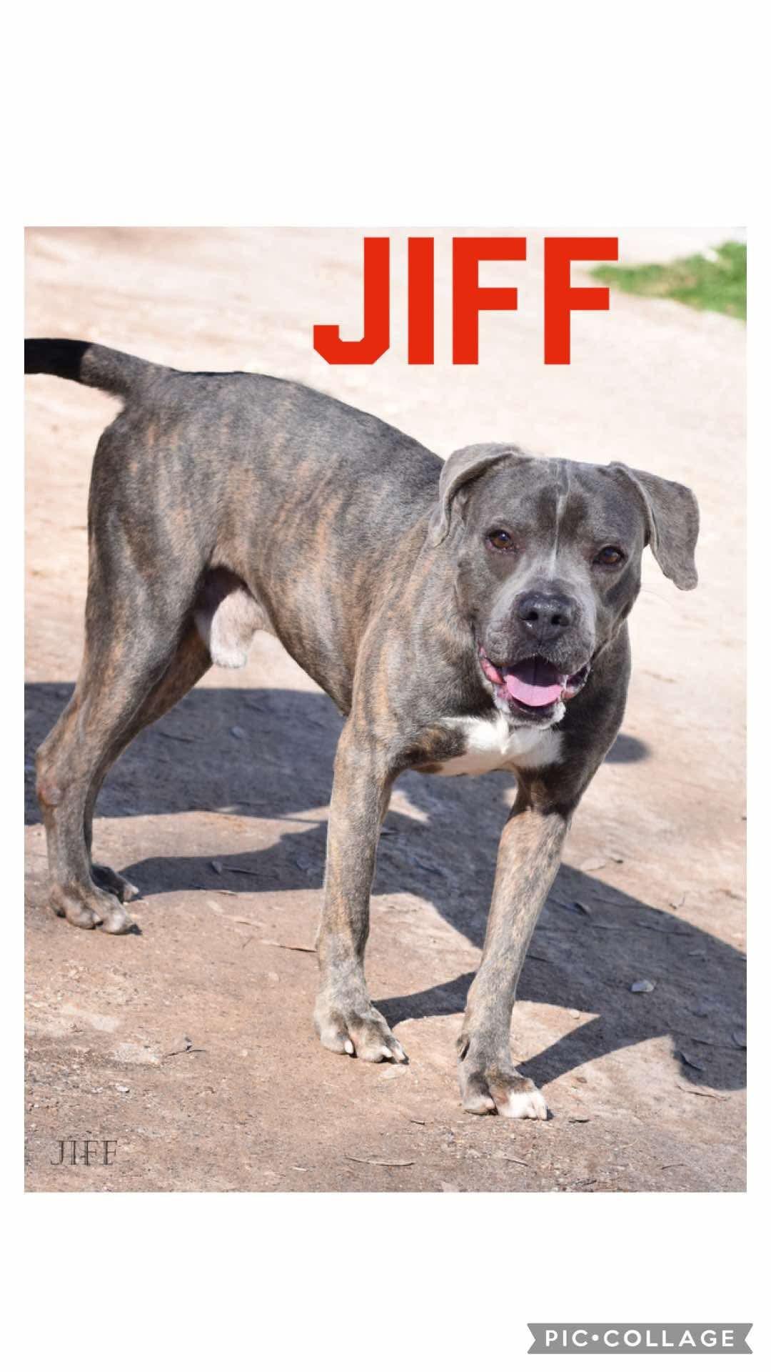 Dog for adoption - Jiff, a Pit Bull Terrier Mix in Barkhamsted, CT | Petfinder
