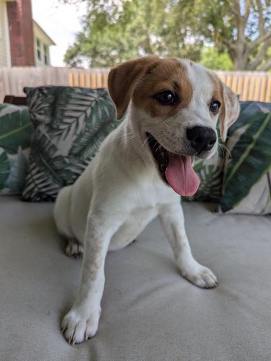 Dog for adoption - Dairy Queen, a Labrador Retriever & Chihuahua Mix in ...