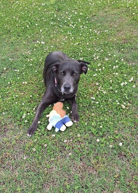 Dog for adoption - Laura Dern, a Black Labrador Retriever Mix in Braham ...