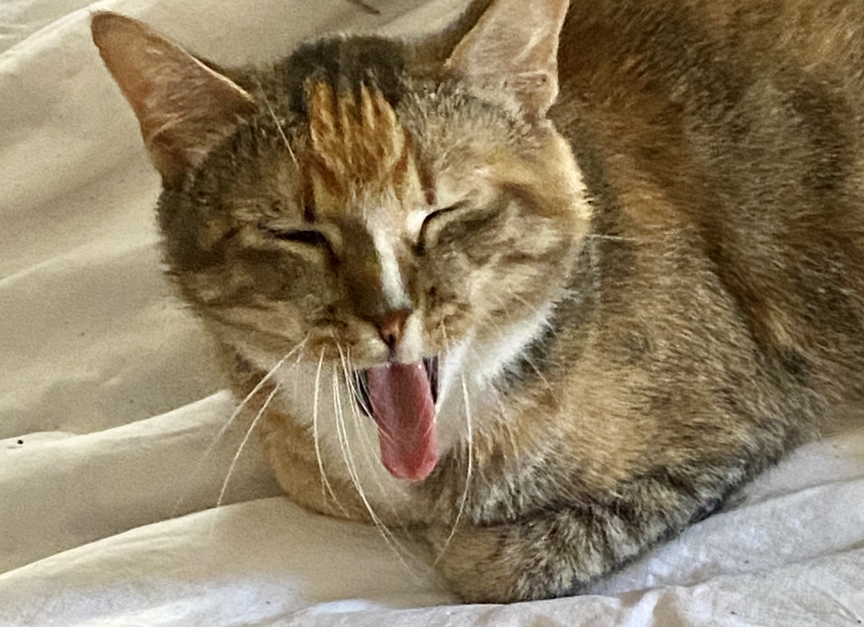 Cat for adoption - Iris, an Abyssinian & Calico Mix in Los Angeles, CA ...