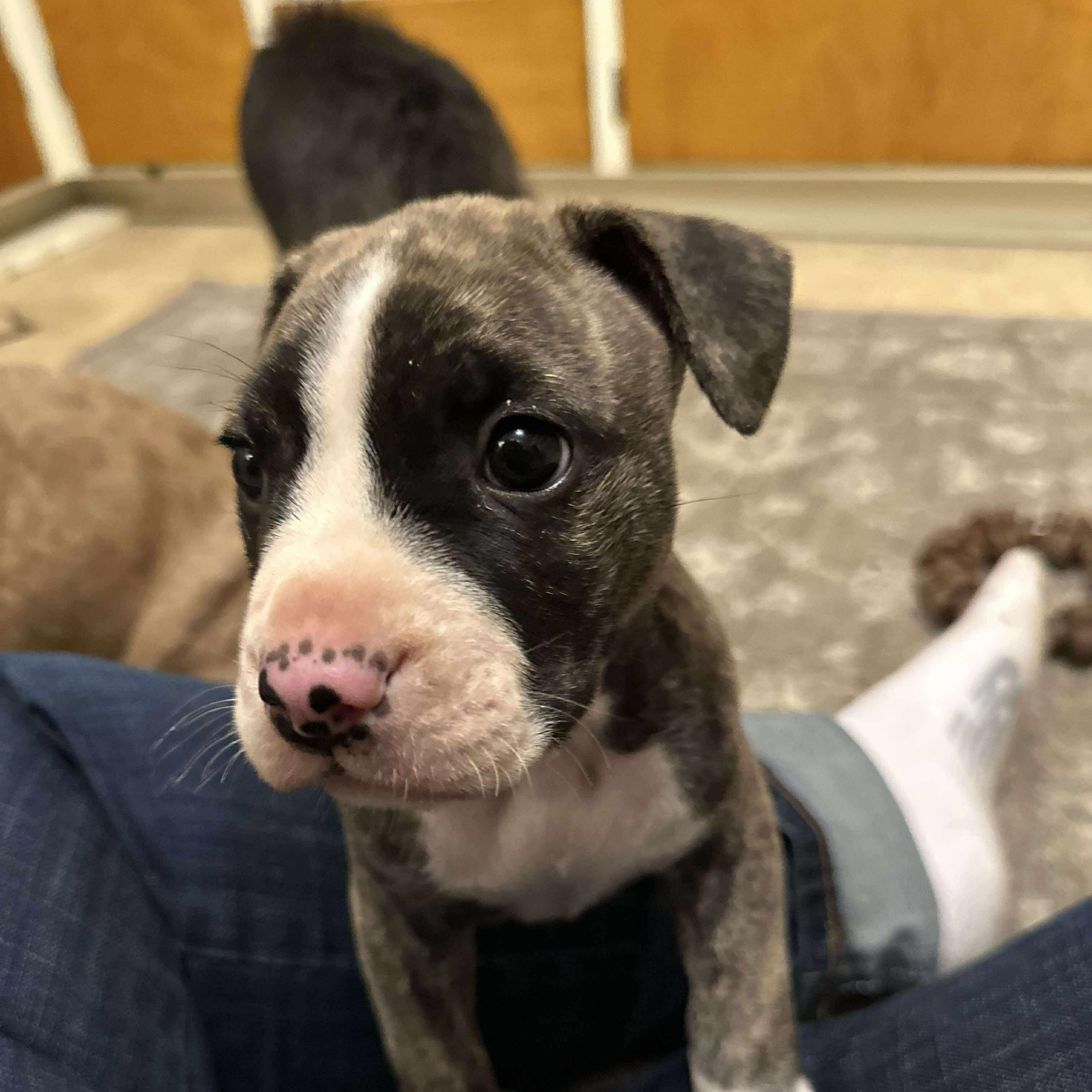 Dog for adoption - Giggles, a French Bulldog & Pit Bull Terrier Mix in ...