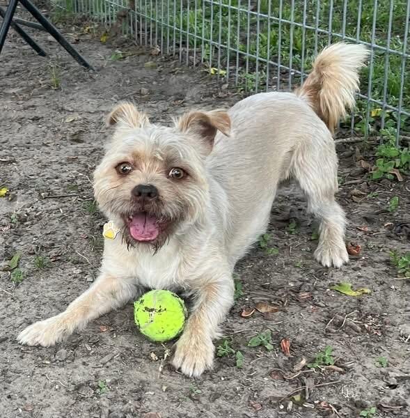 Dog for adoption - Tim Bits, a Cairn Terrier & Yorkshire Terrier Mix in ...