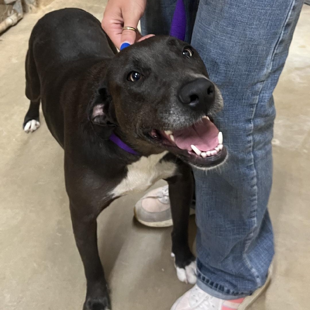 Dog for adoption - GiGi, a Mixed Breed in Sentinel, OK | Petfinder