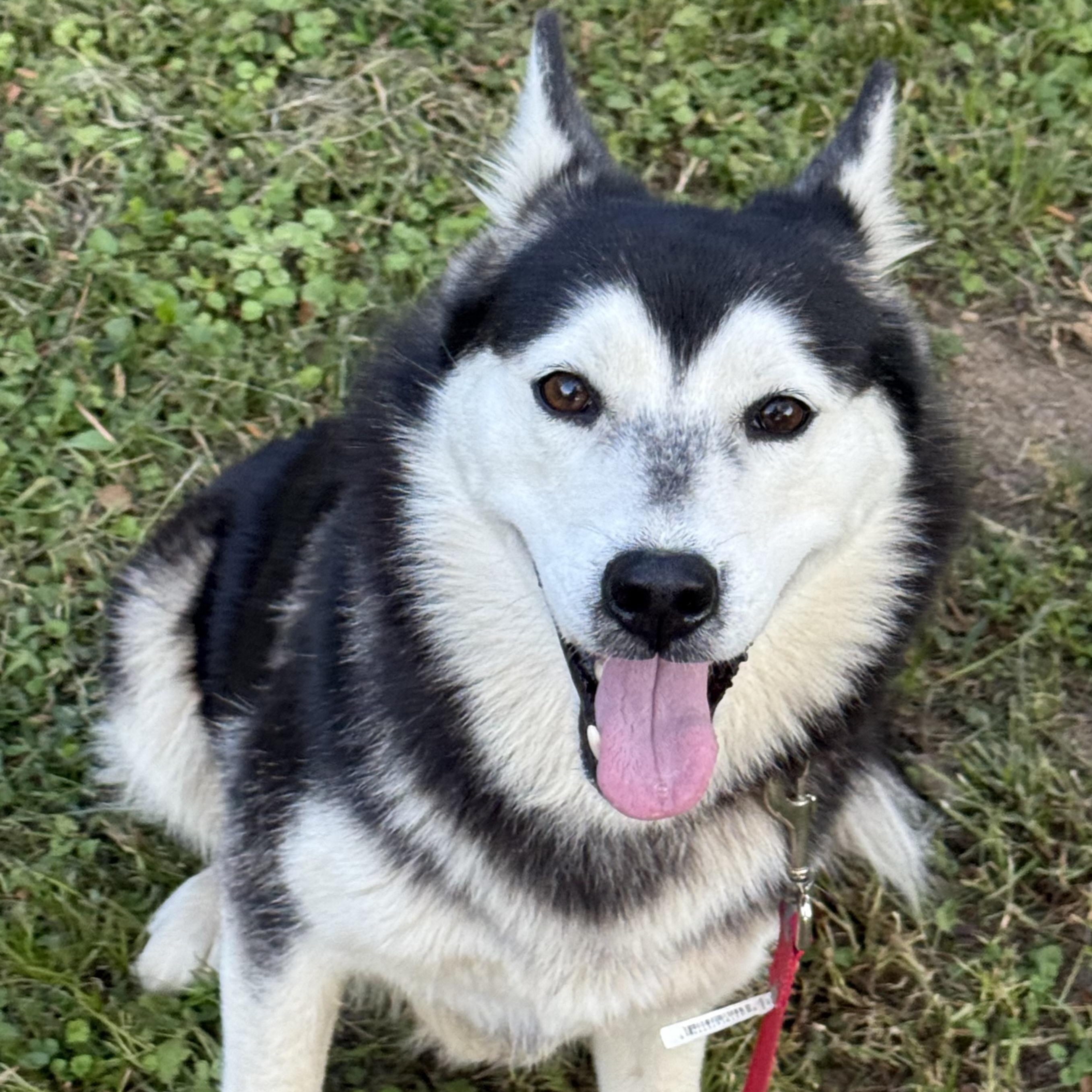 Dog for adoption - Sabrina, a Husky & Siberian Husky Mix in Monroeville ...