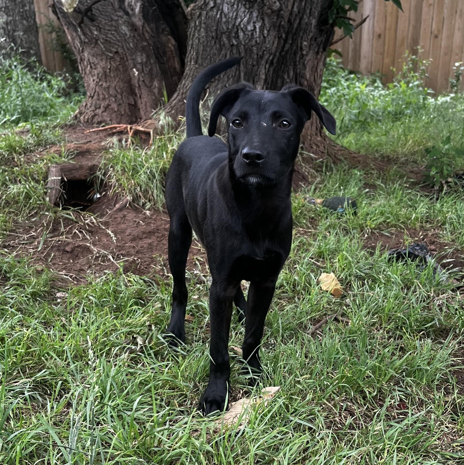 Dog for adoption - Poe, a Black Labrador Retriever Mix in Spokane, WA ...