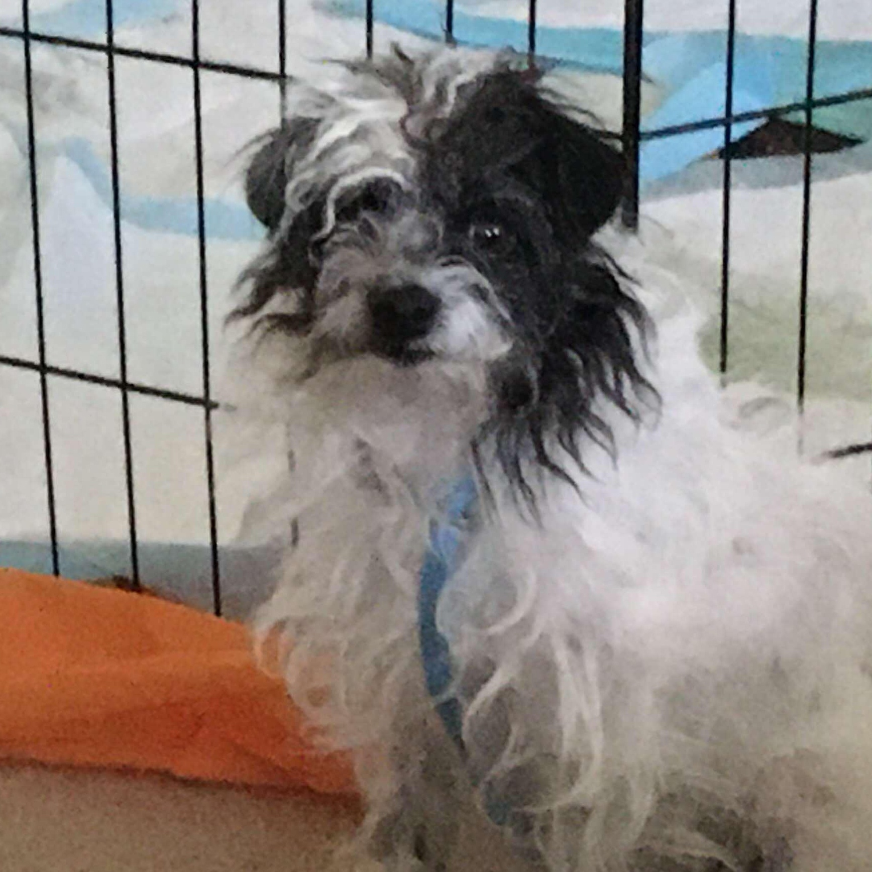 Dog for adoption - Rolo, a Maltese Mix in Indianapolis, IN | Petfinder