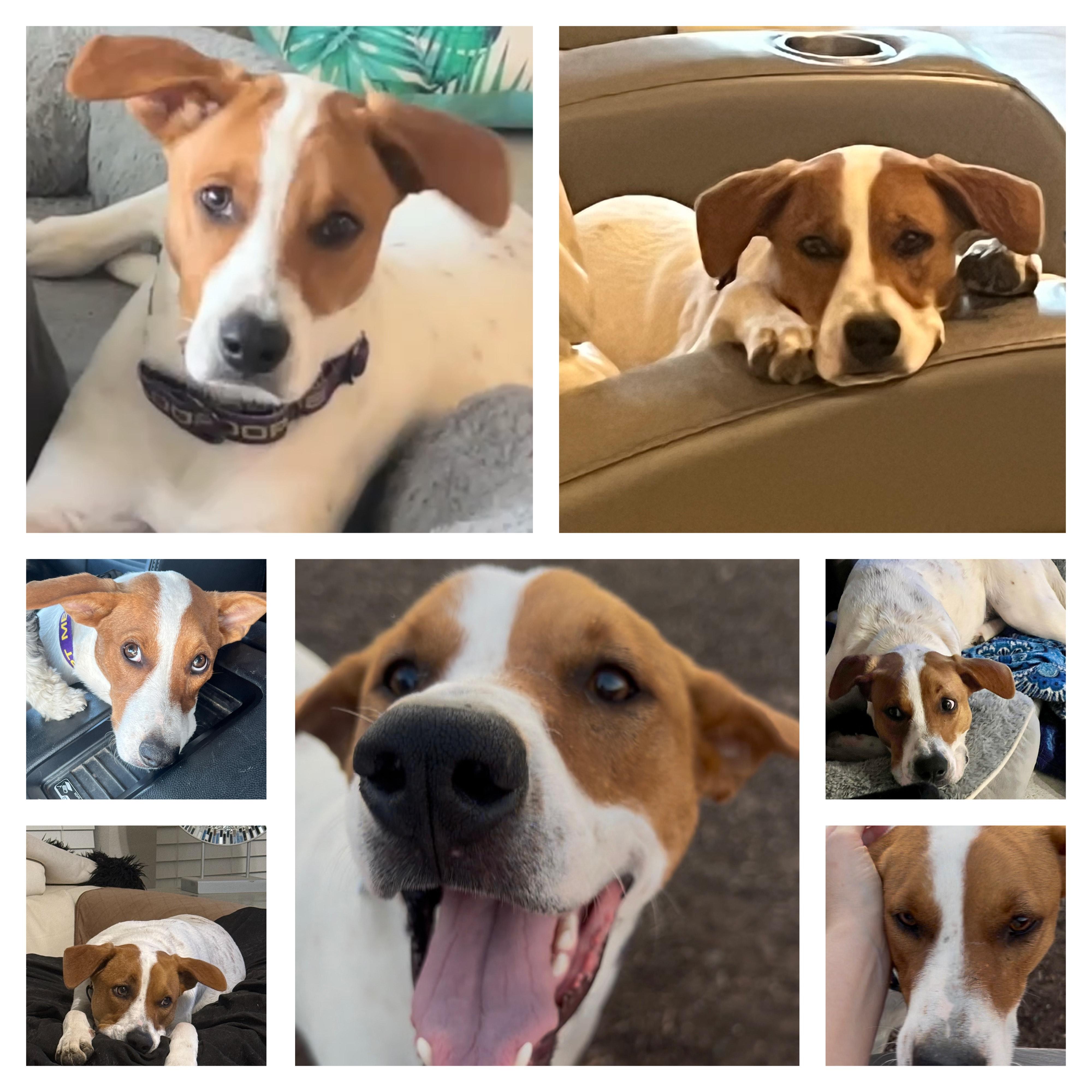 Dog for adoption - Bingo KC, a Labrador Retriever & Beagle Mix in Federal Way, WA | Petfinder