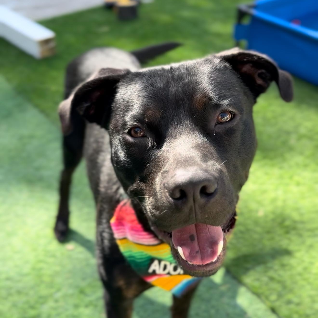 Dog for adoption - Big Red, a Black Labrador Retriever Mix in Denver ...
