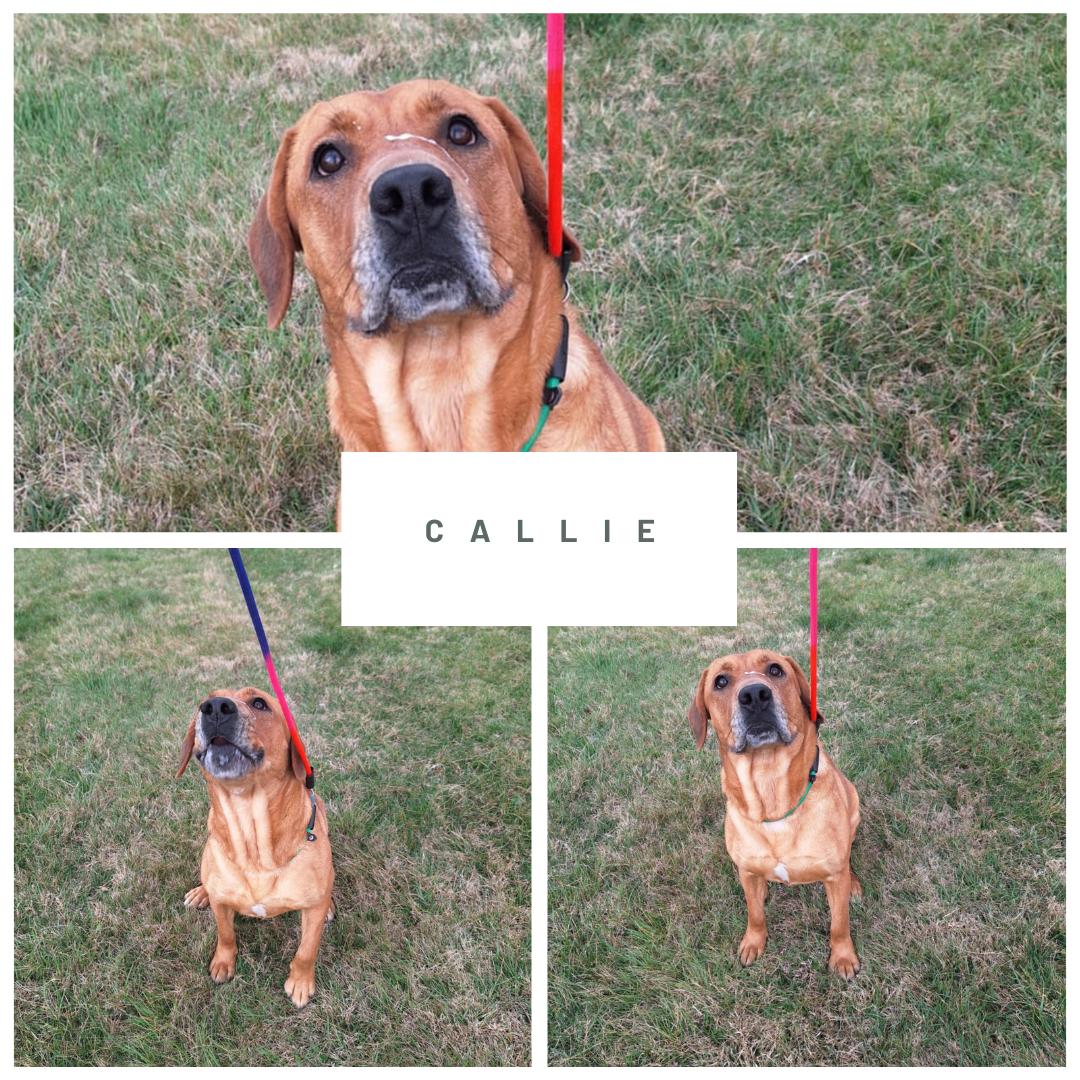 Dog for adoption - Callie, a German Shepherd Dog Mix in Dublin, VA ...