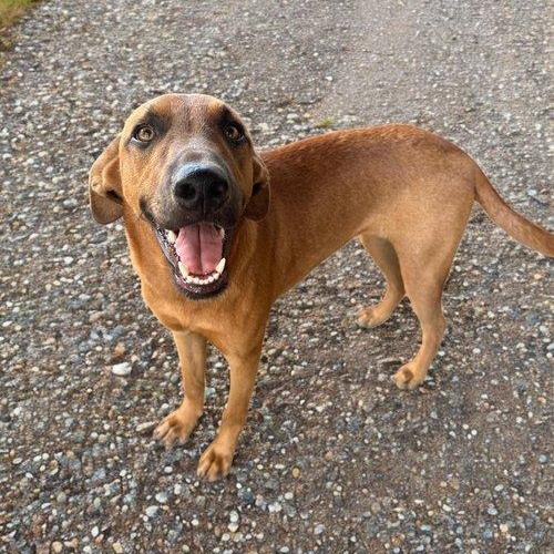 Dog for adoption - Cazzu, a Mixed Breed in Abbotsford, BC | Petfinder