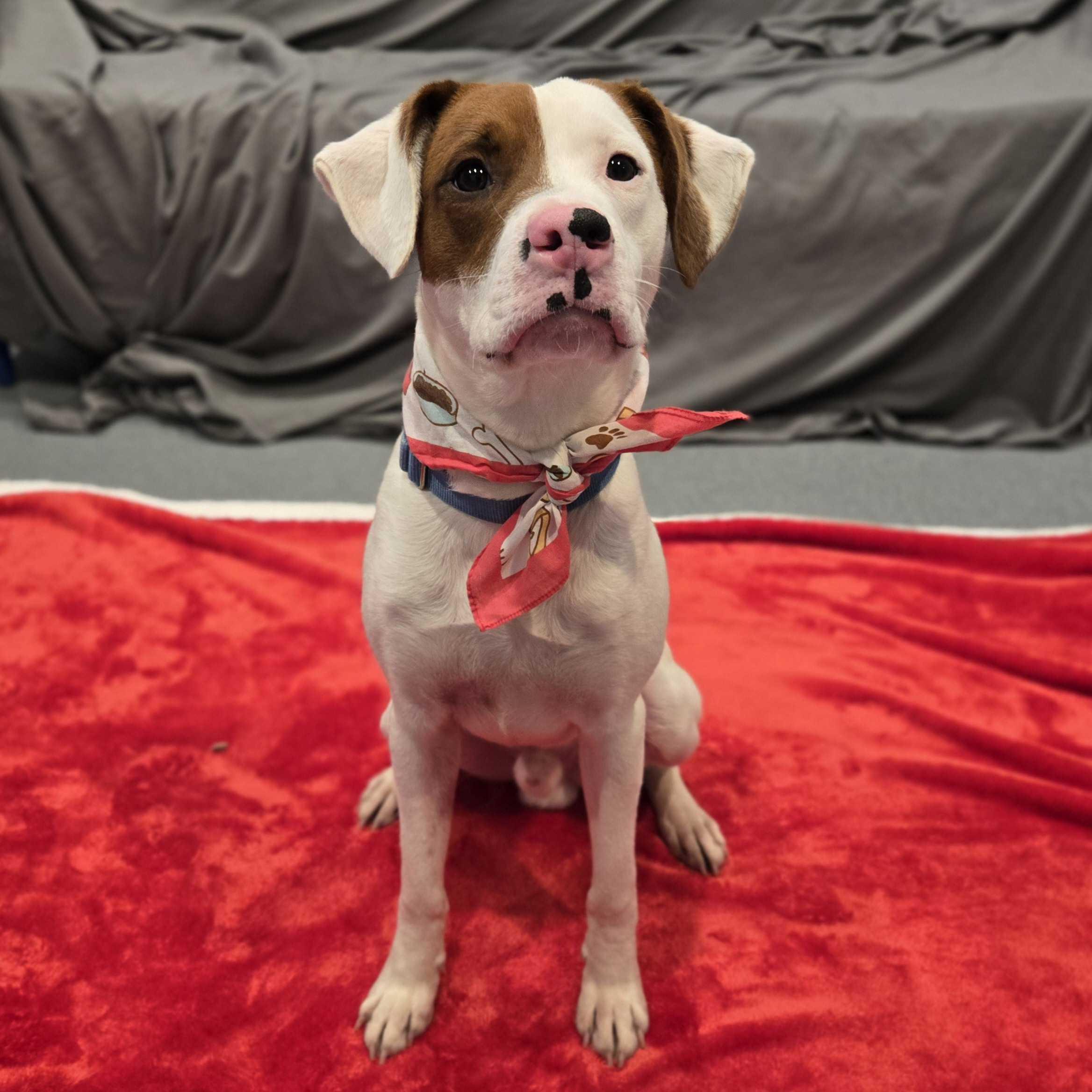 Dog for adoption - Rascal, a Mixed Breed in Canal Winchester, OH ...