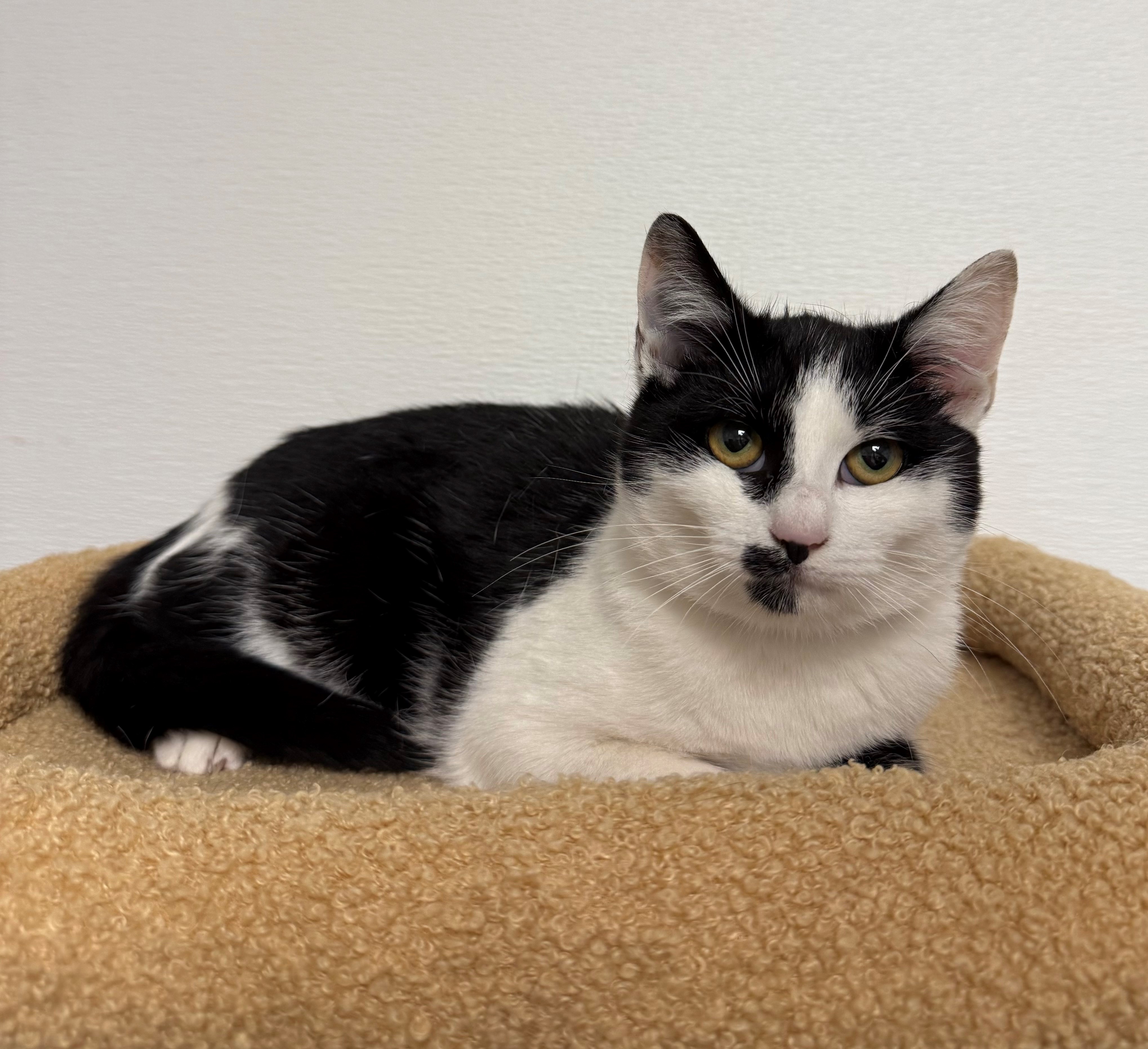 Cat for adoption - Rhoda, a Domestic Short Hair in Syosset, NY | Petfinder