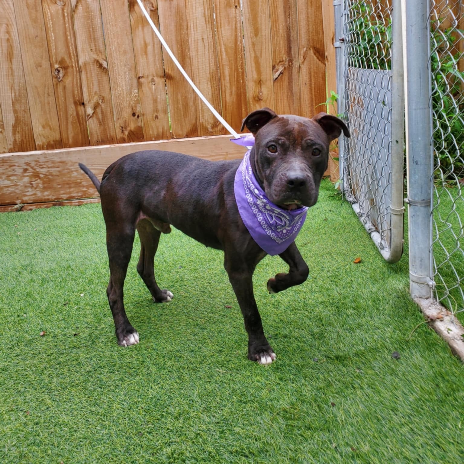 Dog for adoption - Dustin, an American Staffordshire Terrier in Auburn ...