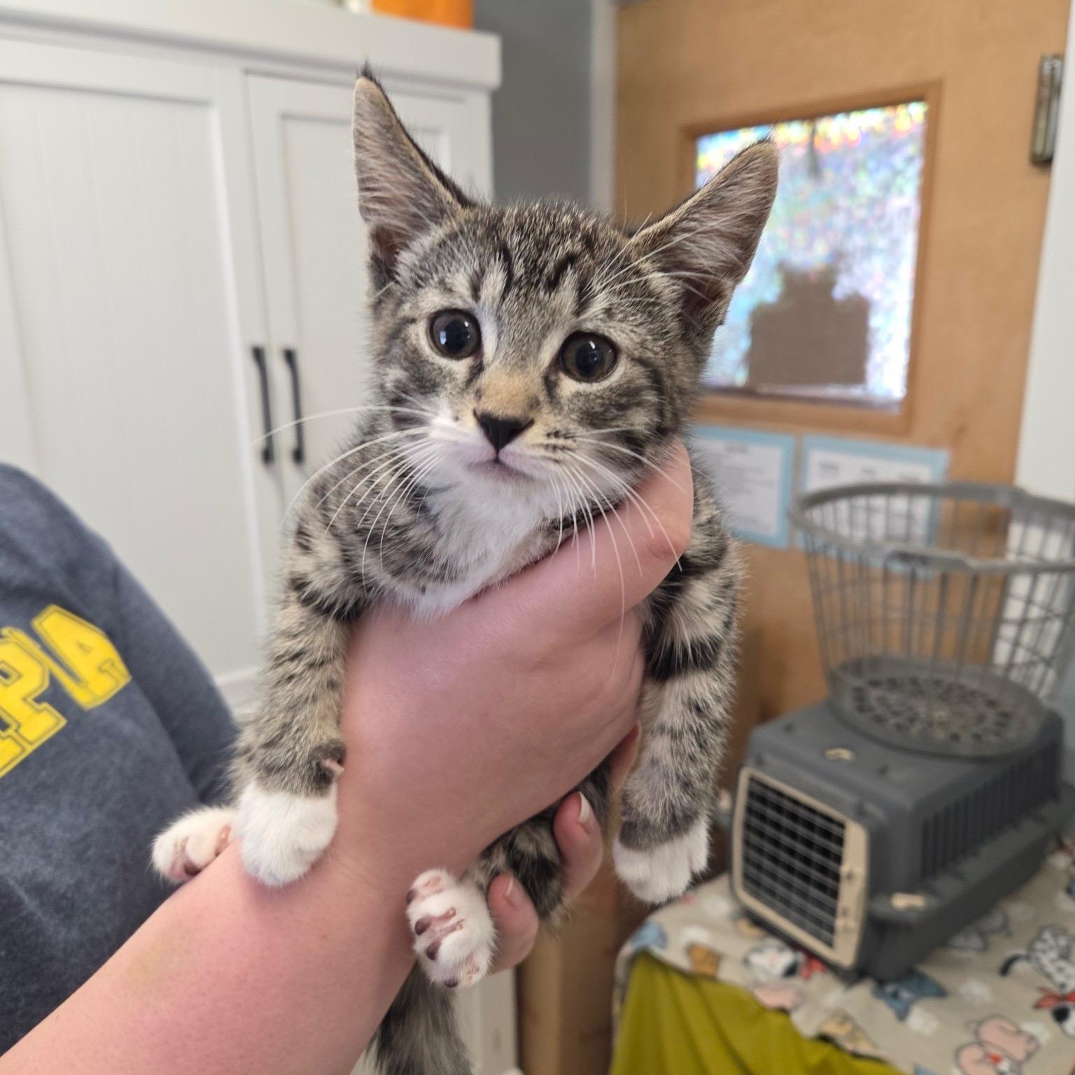 Available Cats for Adoption | Scruffy Paws Animal Rescue RI