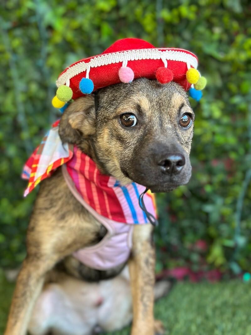 Dog for adoption - Ollie, a Corgi & Miniature Pinscher Mix in Aliso ...