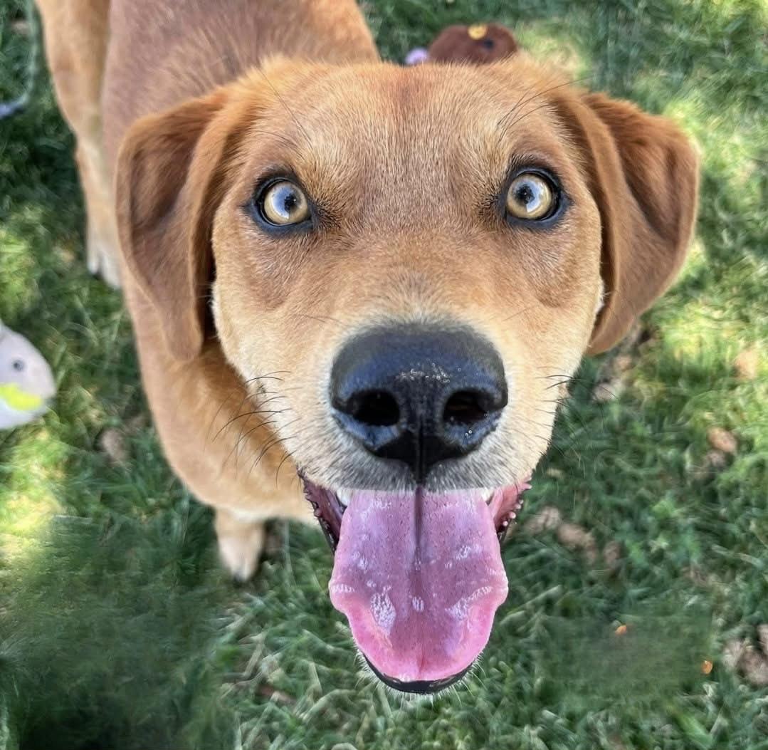 Dog for adoption - Hot Dog, a Rhodesian Ridgeback & Labrador Retriever ...