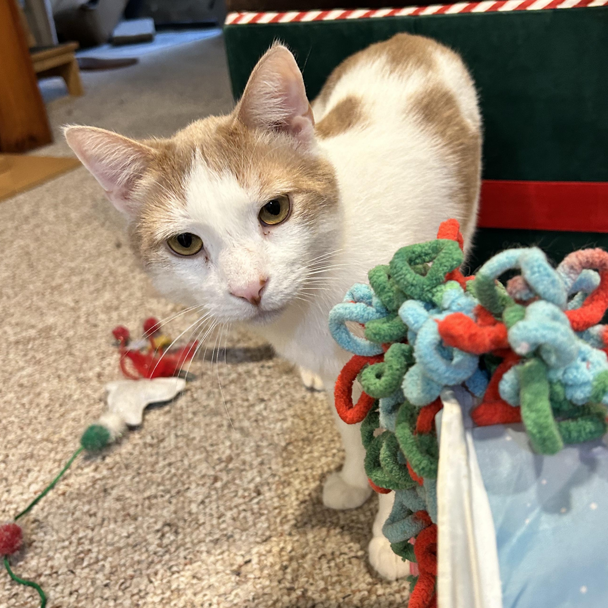 Cat for adoption - Phoenix, a Domestic Short Hair in Newark, NJ | Petfinder