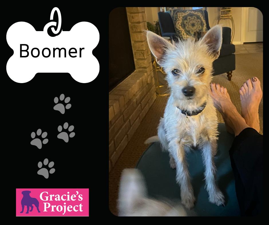 Dog for adoption - Boomer, a Yorkshire Terrier Mix in Grand Junction ...