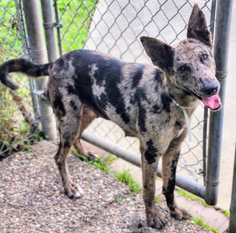 Dog for adoption - Giselle, a Catahoula Leopard Dog & German Shepherd Dog Mix in Falls Church ...