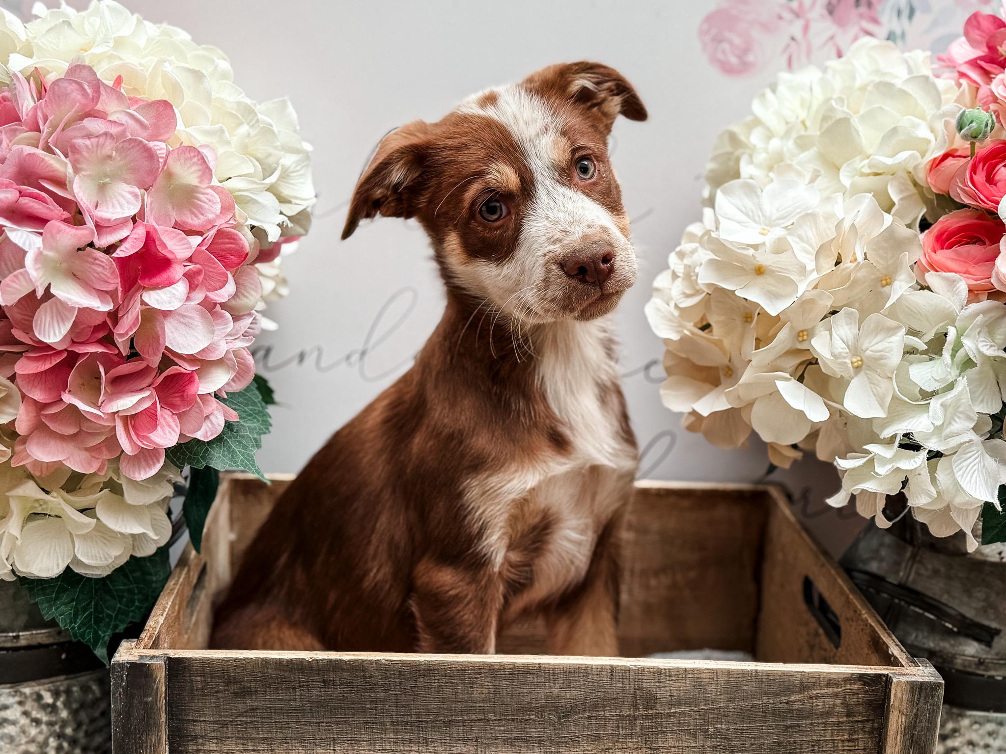 Dog for adoption - Petrie, an Australian Shepherd Mix in Newberg, OR ...