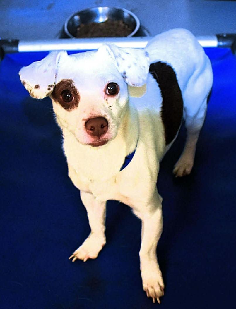 Adopt Lucas in Las Vegas | Dachshund DOG | GetBuddy