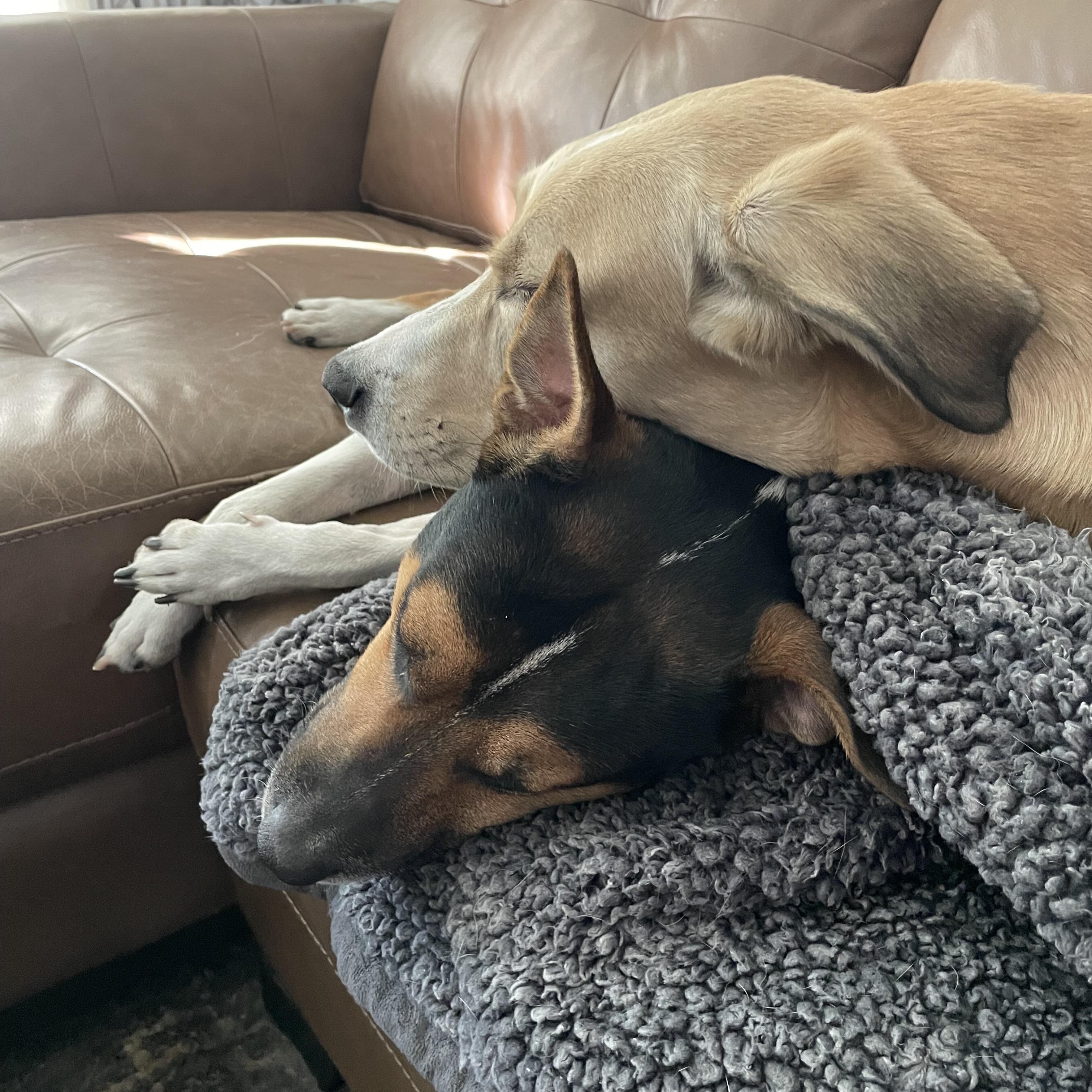 Dog for adoption - Monk, an Australian Kelpie Mix in Houston, TX ...