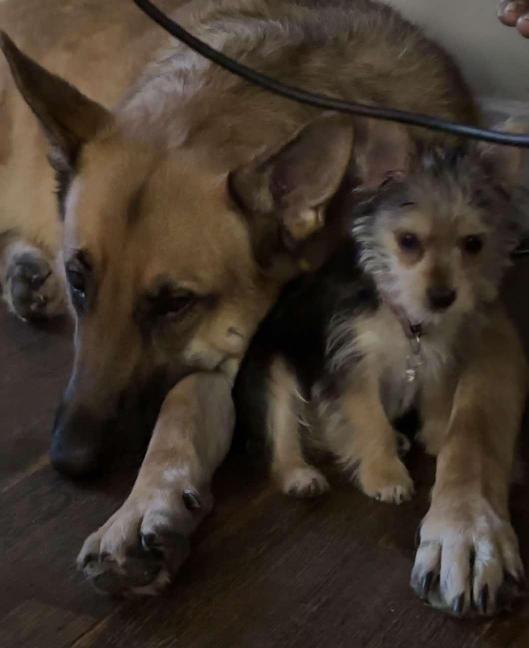 Dog for adoption - Luna, a German Shepherd Dog in Sellersburg, IN ...