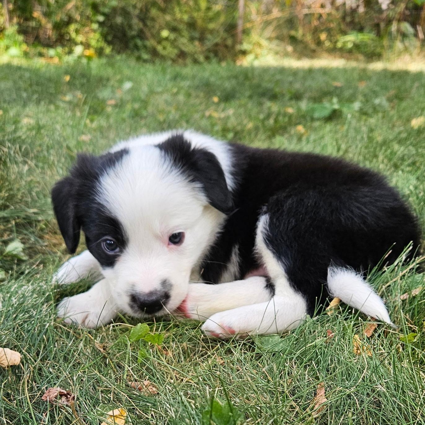 Dog for adoption - Wilton, a Border Collie in Burlington, VT | Petfinder