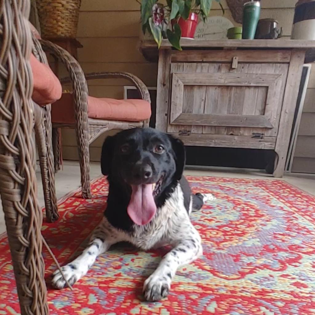 Dog for adoption - Mary Ann (bonded with Ginger), a German Shorthaired ...