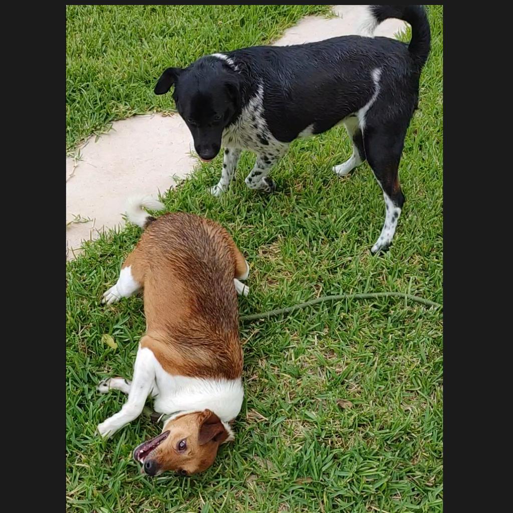 Dog for adoption - Mary Ann (bonded with Ginger), a German Shorthaired ...